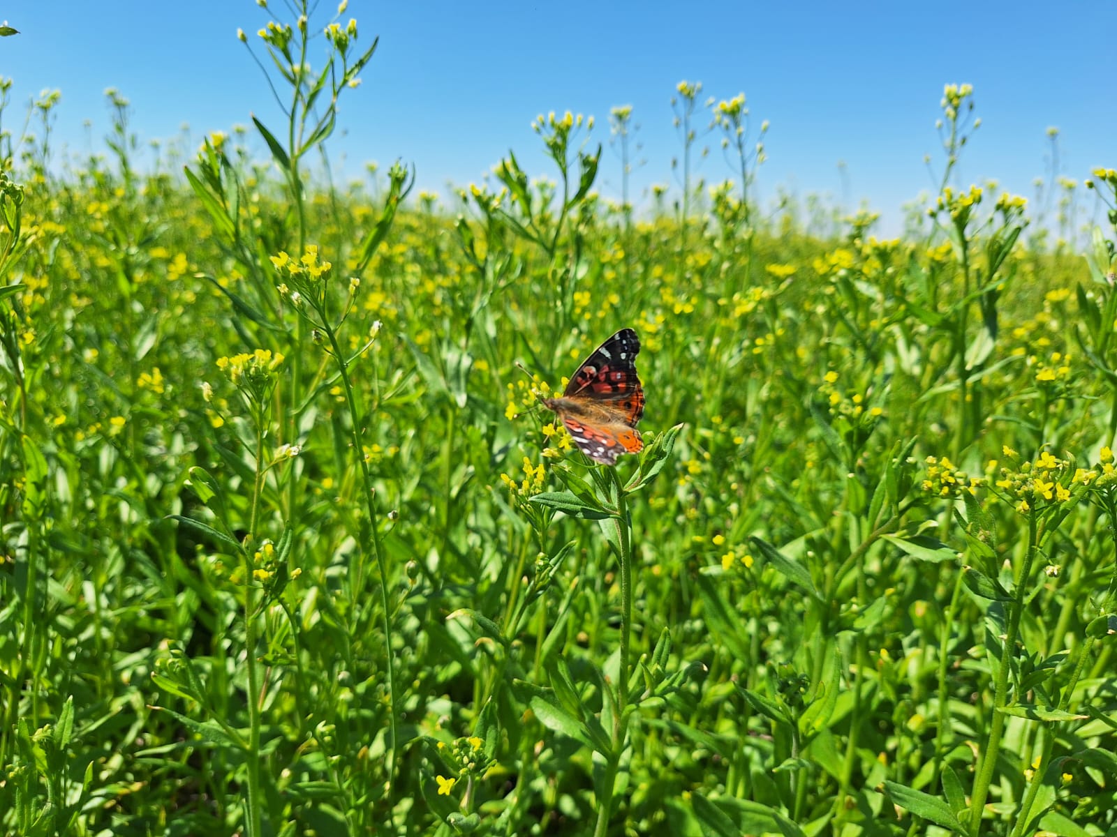 Testimonial: cultivo de CAMELINA, el motor de los biocombustibles - Cultiva